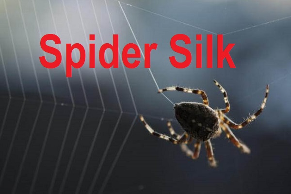 "Spider Silk" Futuristic Fabrics for Textile Industry | Textile ...